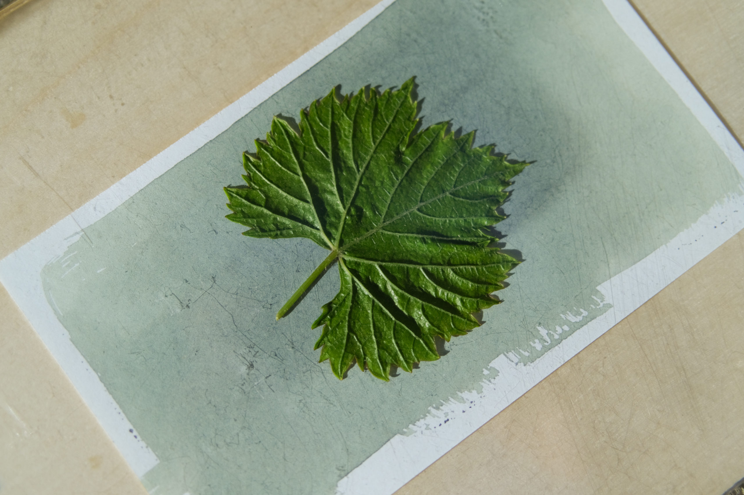 Combien de temps exposer un cyanotype en octobre ? • Tout pour le cyanotype